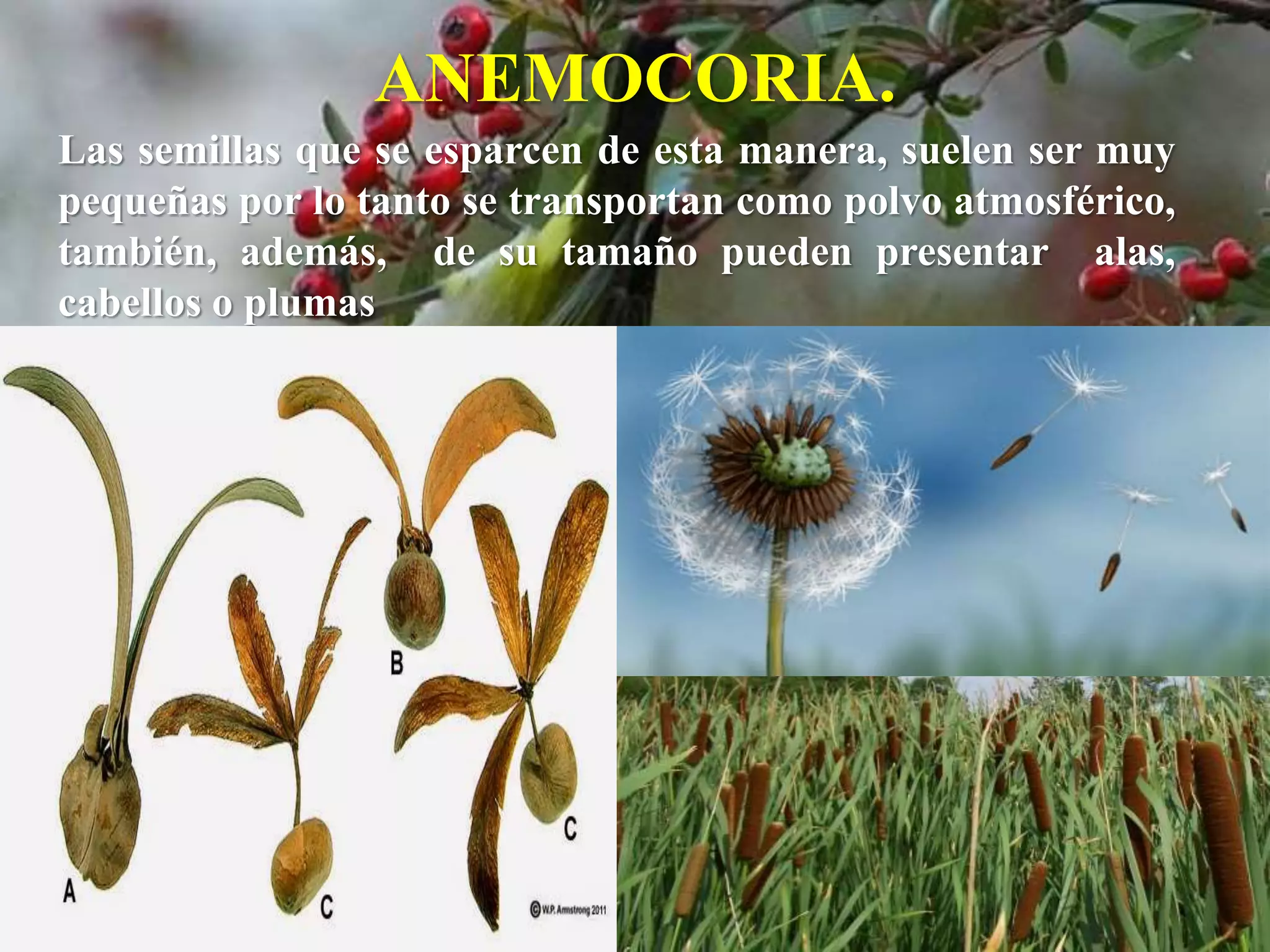 Ecología y la dispersión de semilla | PPTX