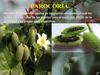 Ecología y la dispersión de semilla | PPTX