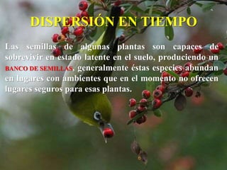 Ecología y la dispersión de semilla | PPTX