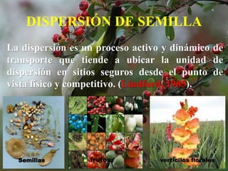Ecología y la dispersión de semilla | PPTX