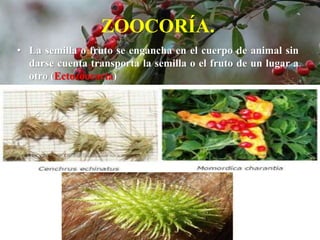 Ecología y la dispersión de semilla | PPTX