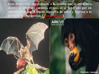 Ecología y la dispersión de semilla | PPTX