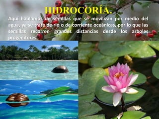 Ecología y la dispersión de semilla | PPTX