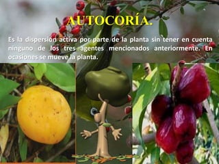 Ecología y la dispersión de semilla | PPTX