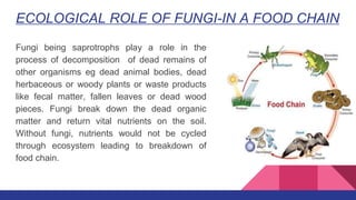 Ecological | PPT