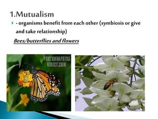 ecological-relationships.ppt | Biological Sciences | Science