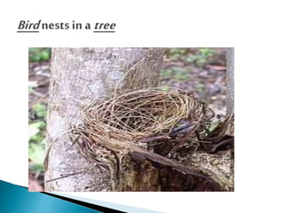 ecological-relationships.ppt | Biological Sciences | Science