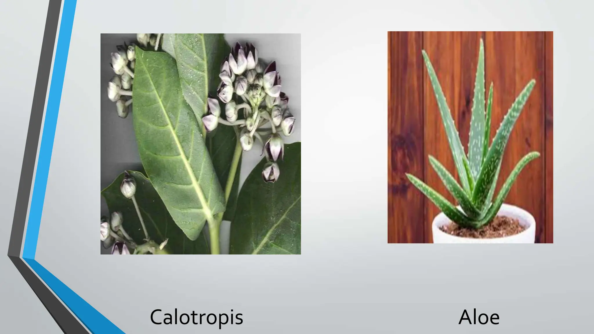 ECOLOGICAL ADAPTATION IN PLANTS.pptx ggg | PPTX ECOLOGICAL ADAPTATION IN PLANTS.pptx ggg | PPTX