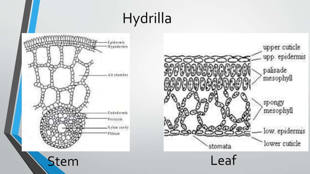 ECOLOGICAL ADAPTATION IN PLANTS.pptx ggg | PPTX ECOLOGICAL ADAPTATION IN PLANTS.pptx ggg | PPTX