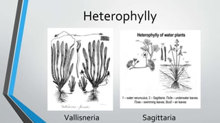 ECOLOGICAL ADAPTATION IN PLANTS.pptx ggg | PPTX