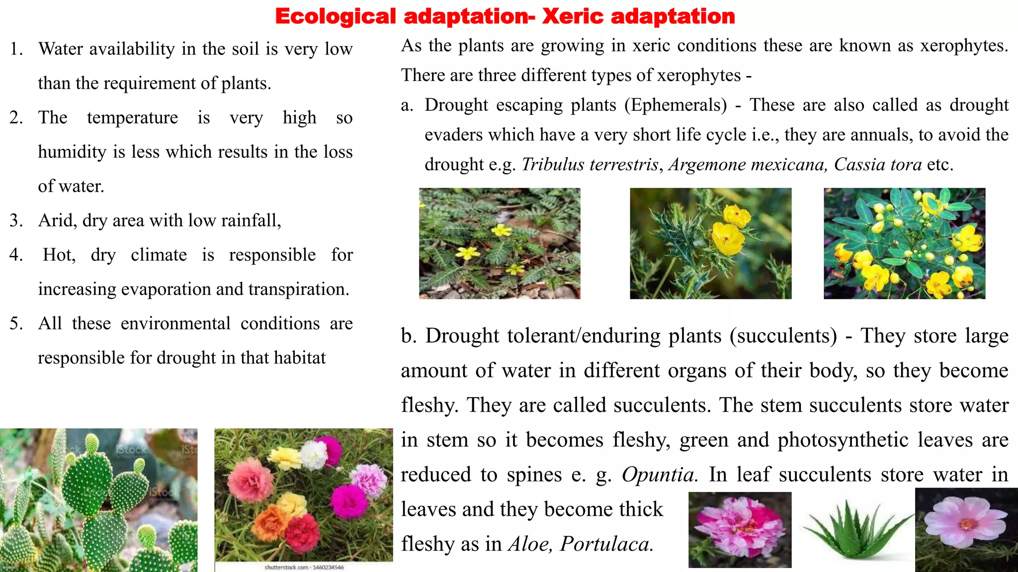 Ecological Adaptation ppt.pptx