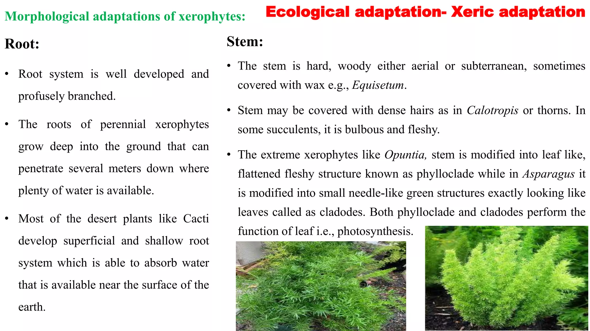 Ecological Adaptation ppt.pptx