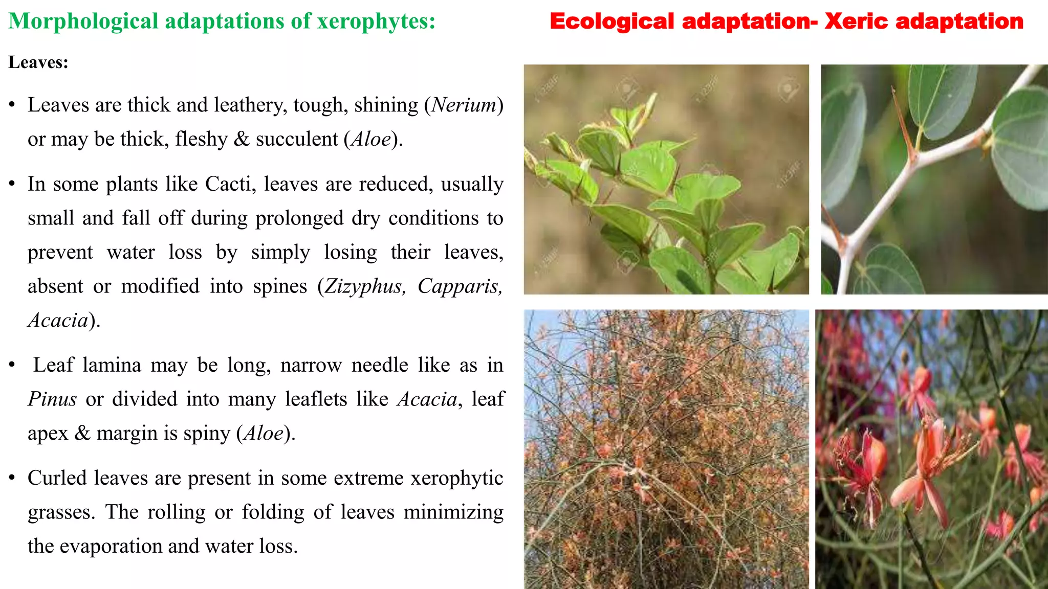Ecological Adaptation ppt.pptx