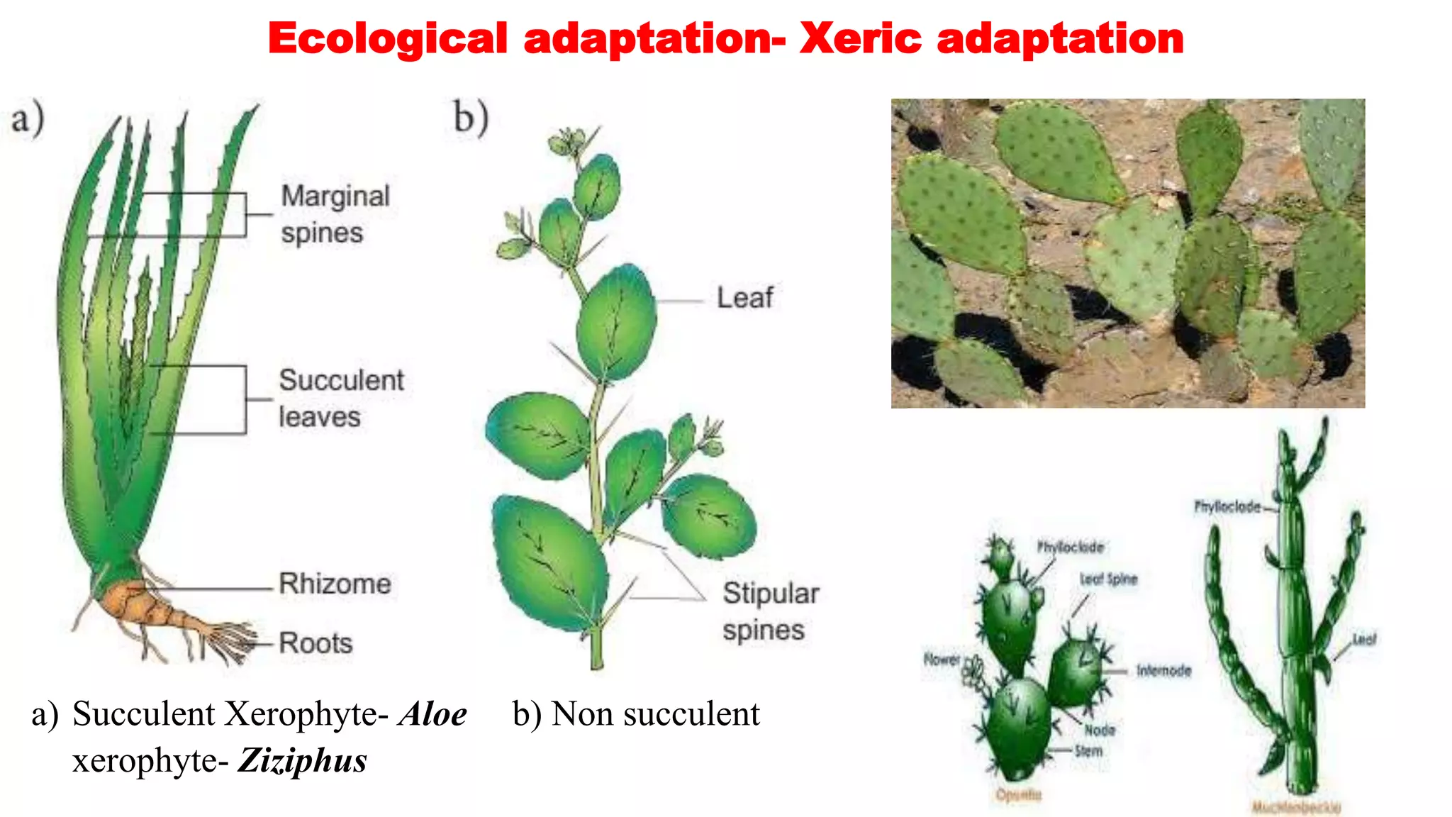 Ecological Adaptation ppt.pptx
