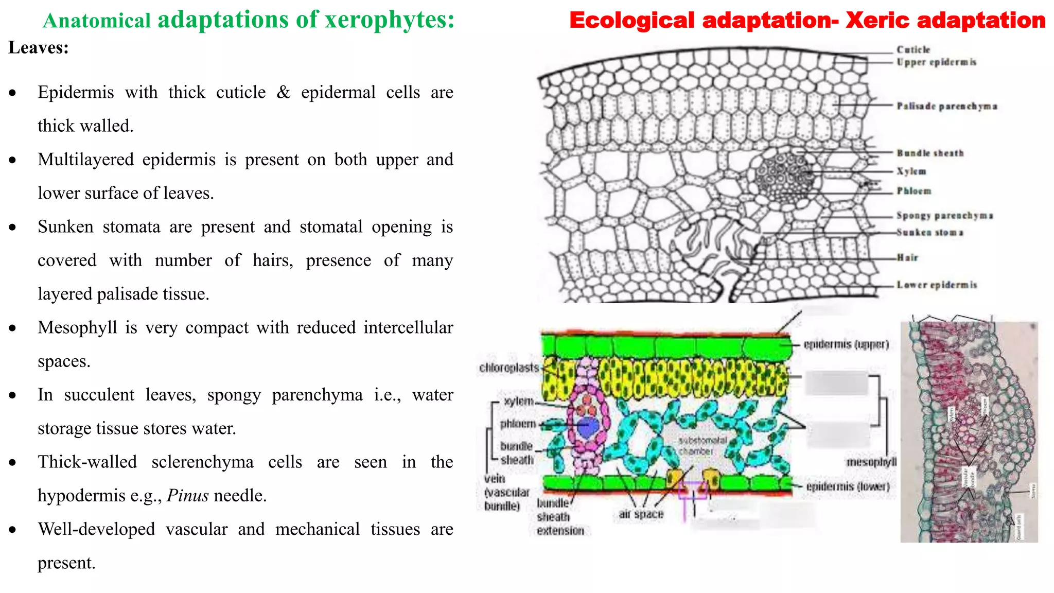 Ecological Adaptation ppt.pptx