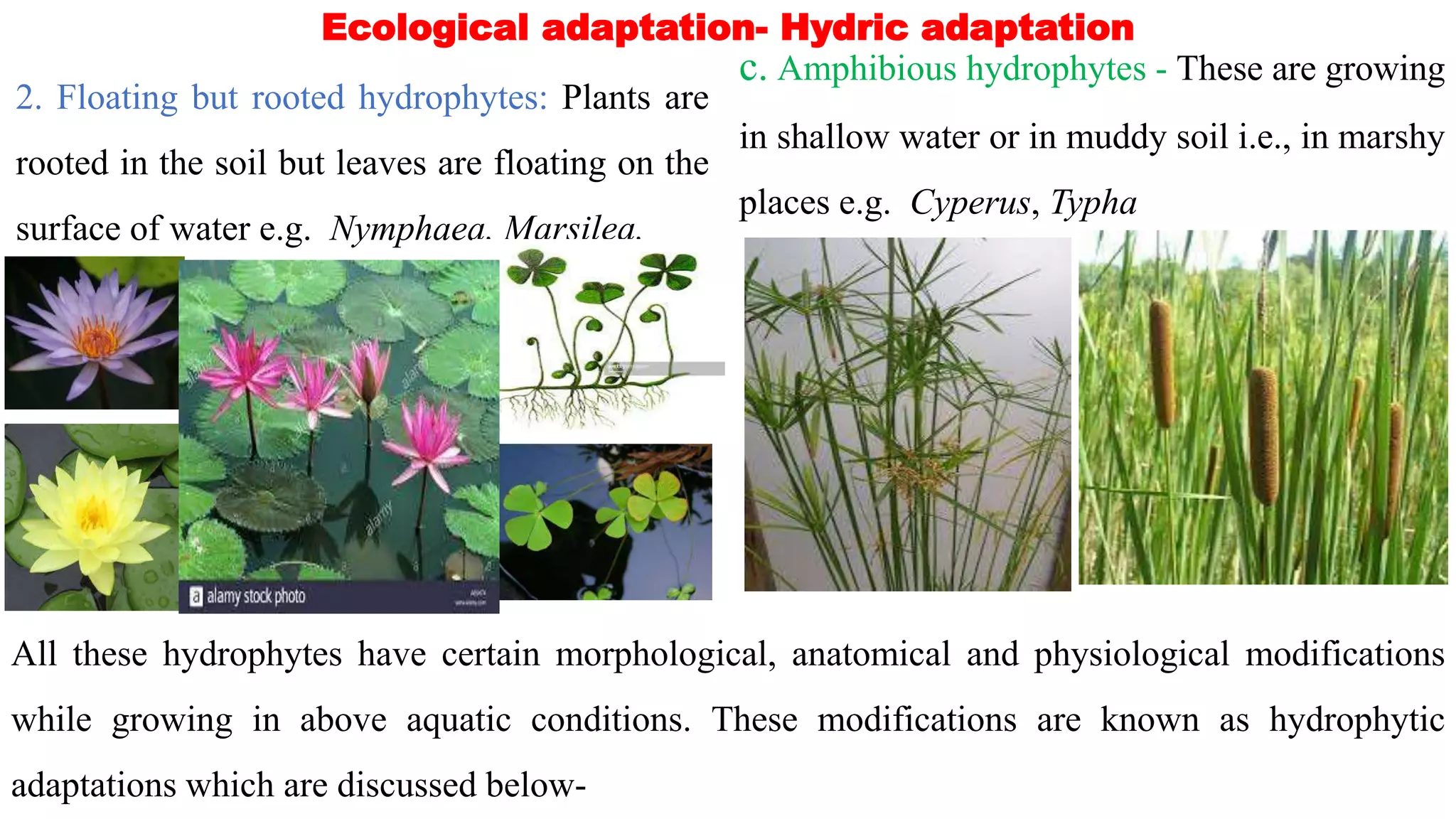 Ecological Adaptation ppt.pptx