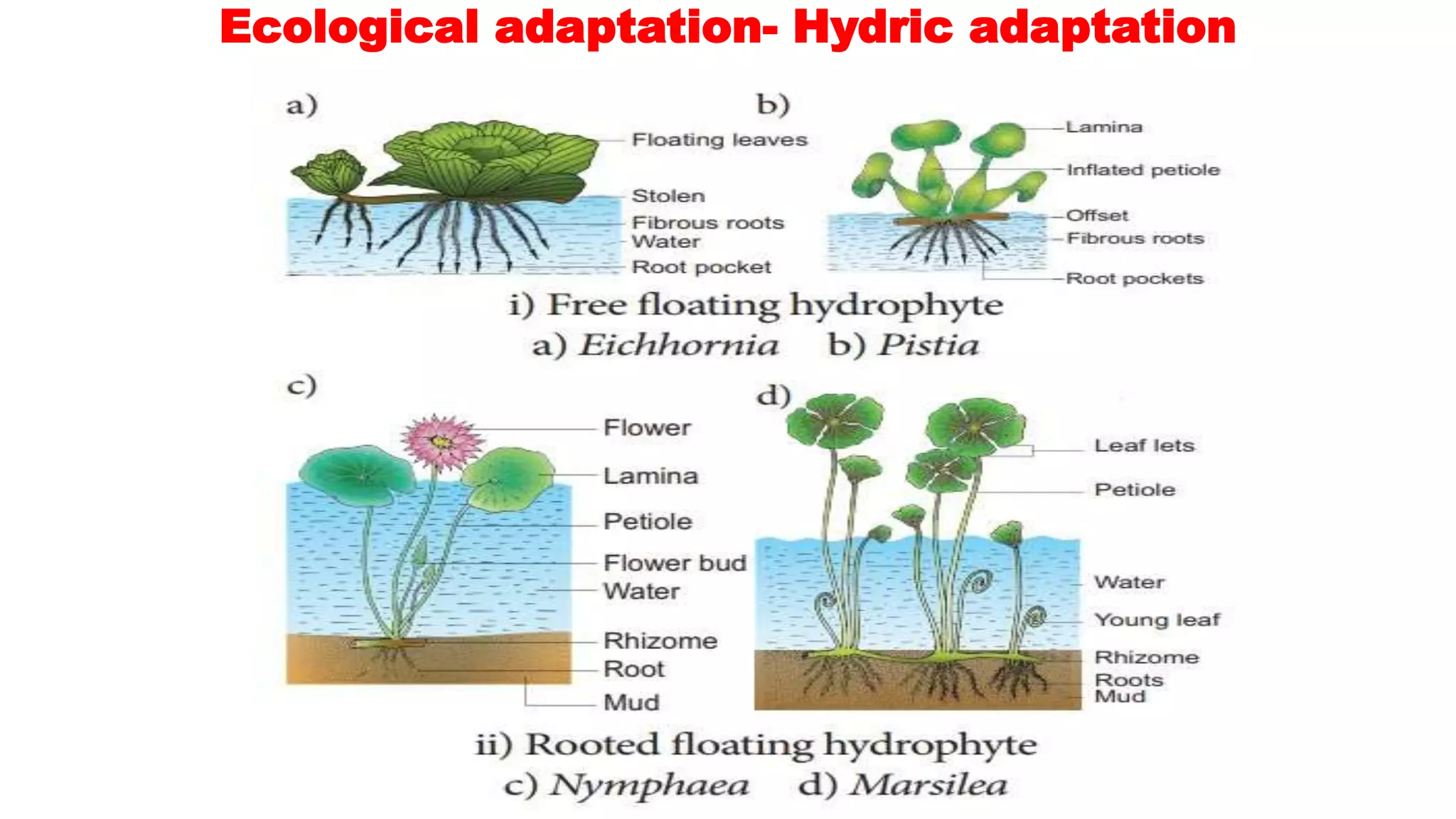 Ecological Adaptation ppt.pptx