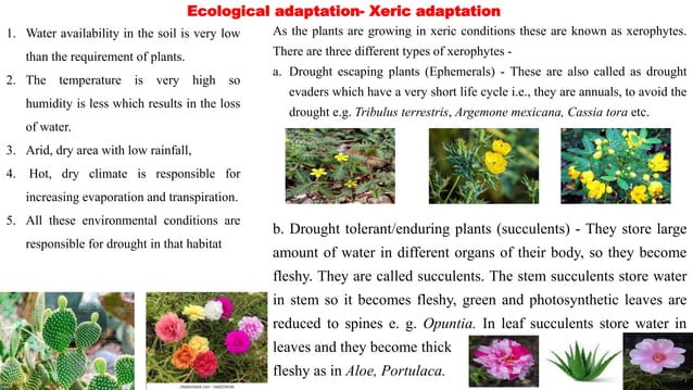 Ecological Adaptation ppt.pptx