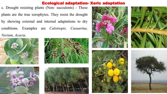Ecological Adaptation ppt.pptx