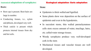 Ecological Adaptation ppt.pptx