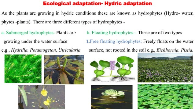 Ecological Adaptation ppt.pptx