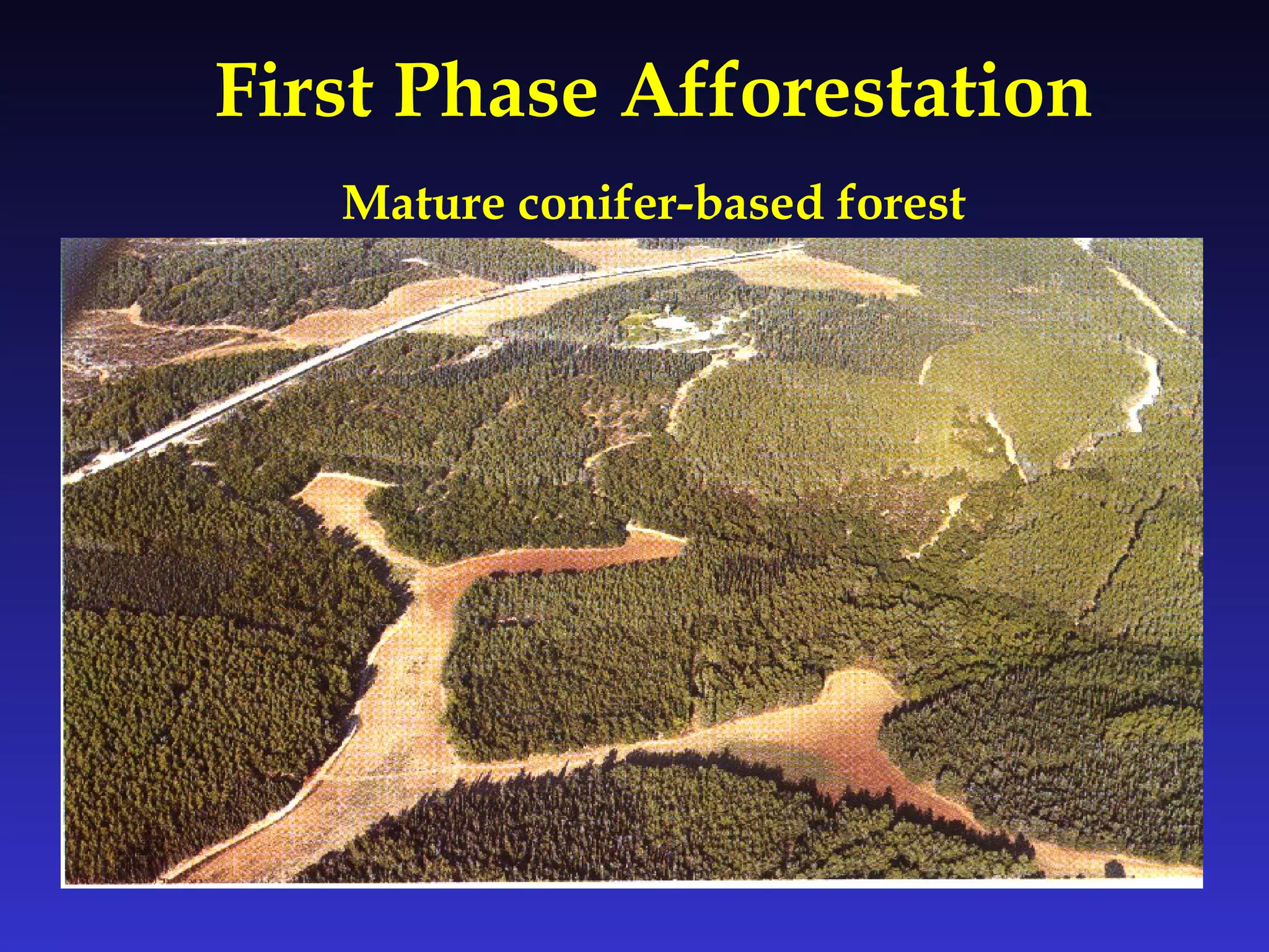 Ecological Afforestation in Israel | PPT
