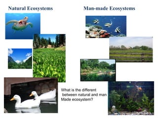 Ecological and ecosystem | PPT