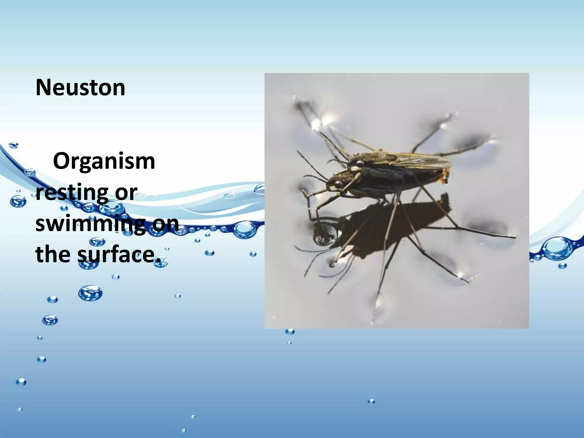 Ecological classification of fresh water | PPTX