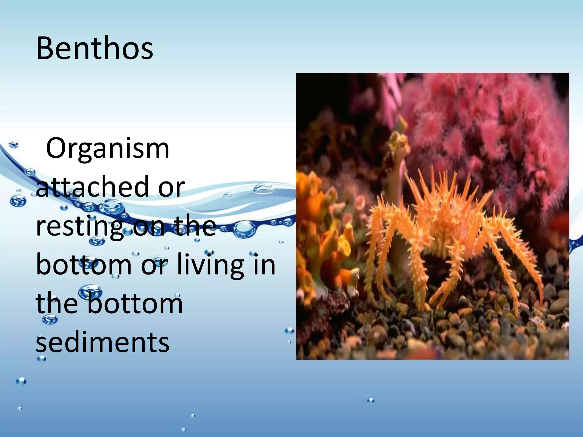 Ecological classification of fresh water | PPTX