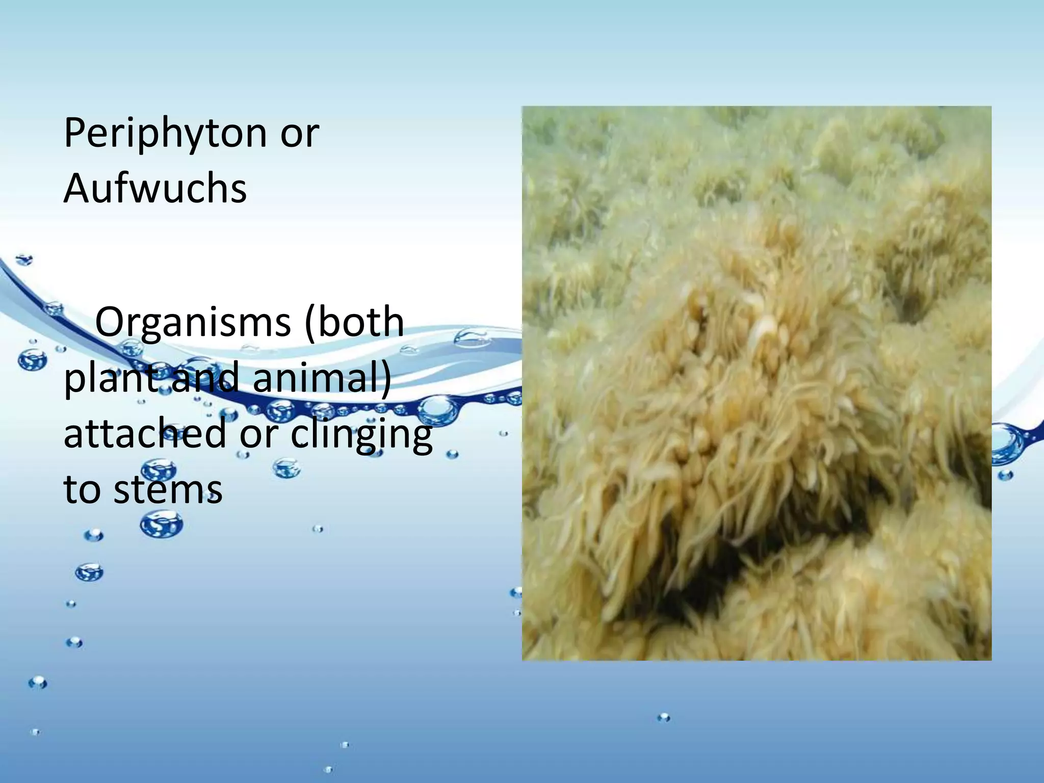 Ecological classification of fresh water | PPTX
