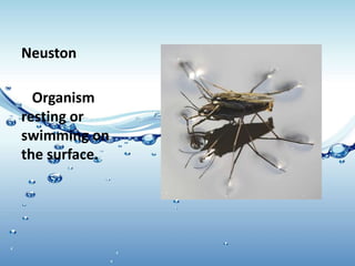 Ecological classification of fresh water | PPTX