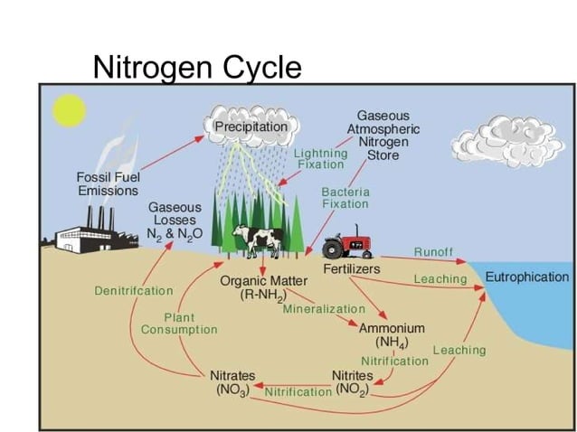 Ecological cycles | PPT | Chemistry | Science