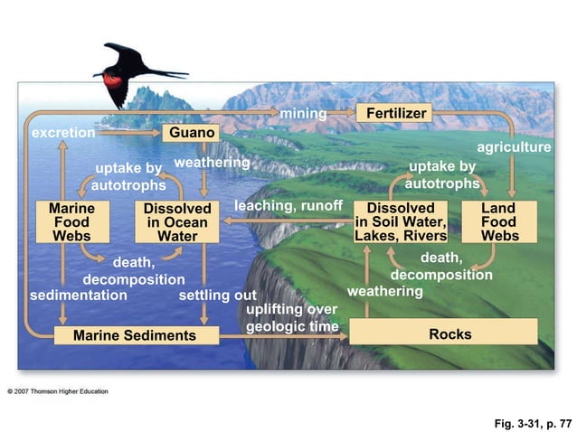Ecological cycles | PPT | Chemistry | Science