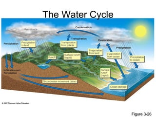 Ecosystem Cycle