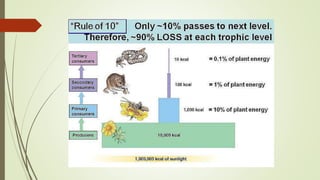 Ecological efficiency | PPTX | Agriculture | Industries