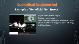Ecological engineering-Guide to Integrated Pest Management.pptx