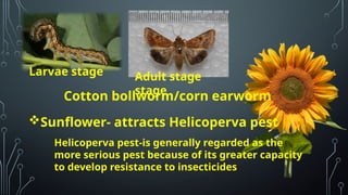 ecological engineering-integrated pest management.pptx