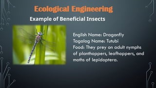 ecological engineering-integrated pest management.pptx