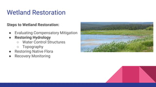 Wetland Restoration in an Industrial Coal Ash Pond | PPTX