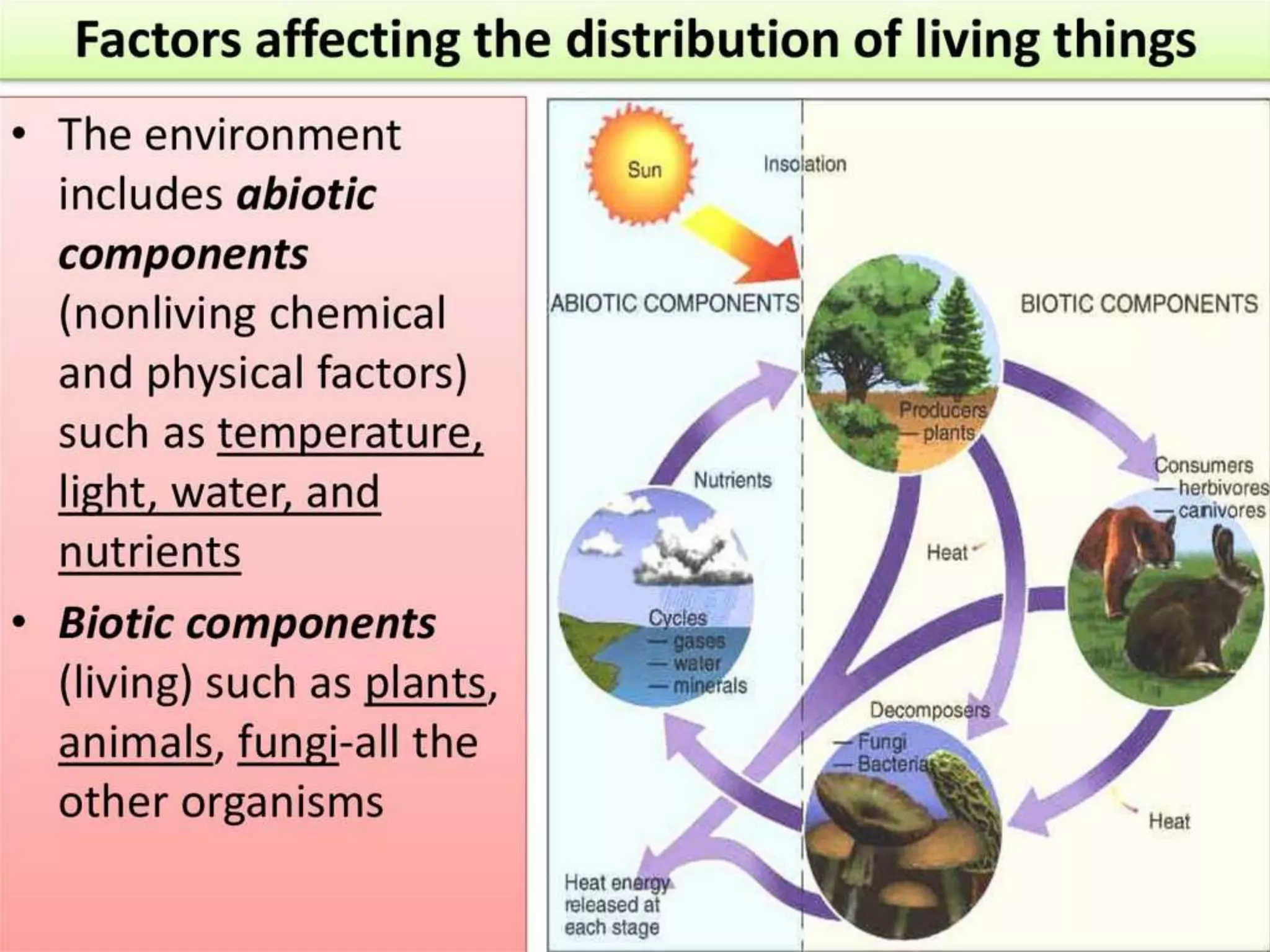 Ecological factors.pptx