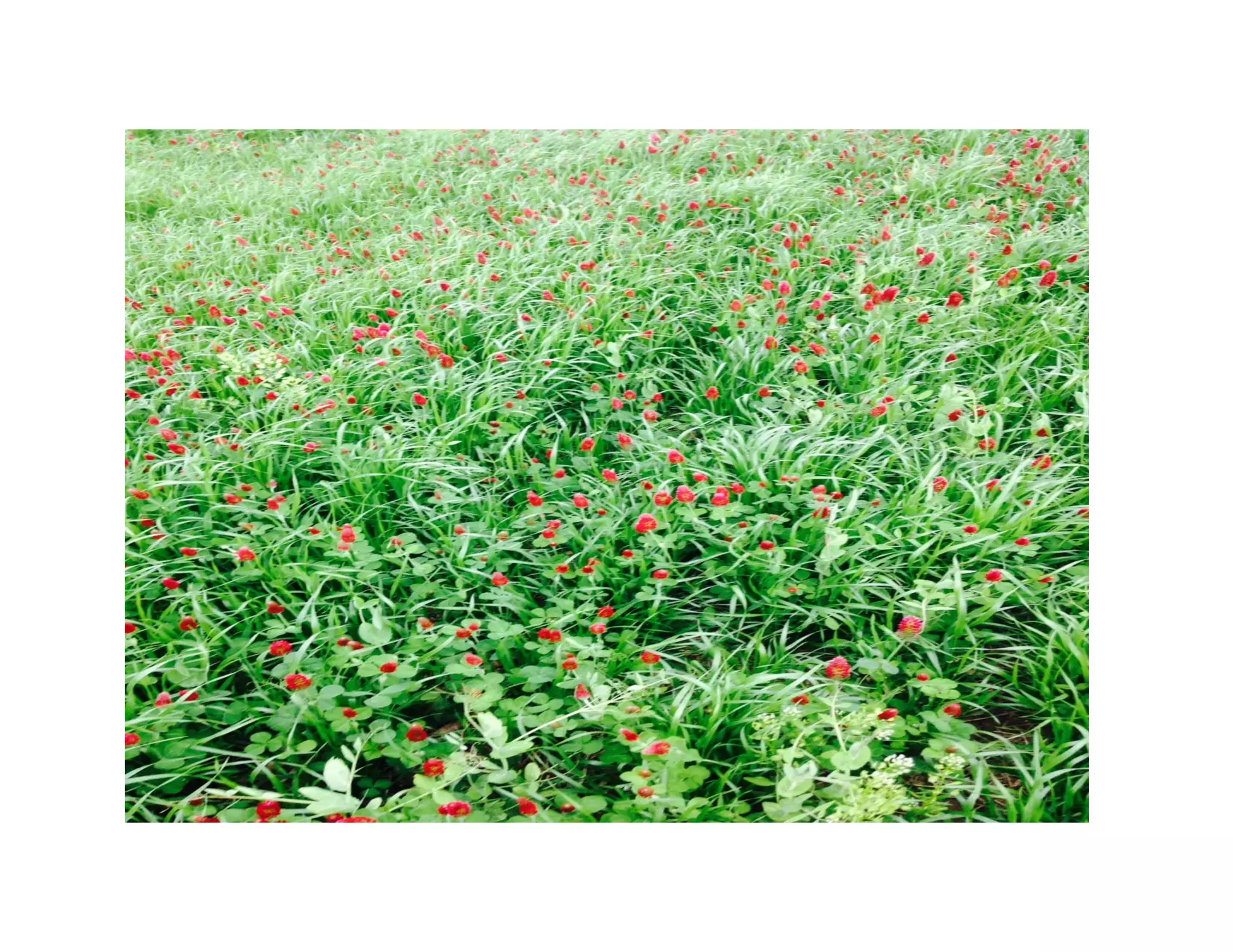 Ecological farming system | PDF