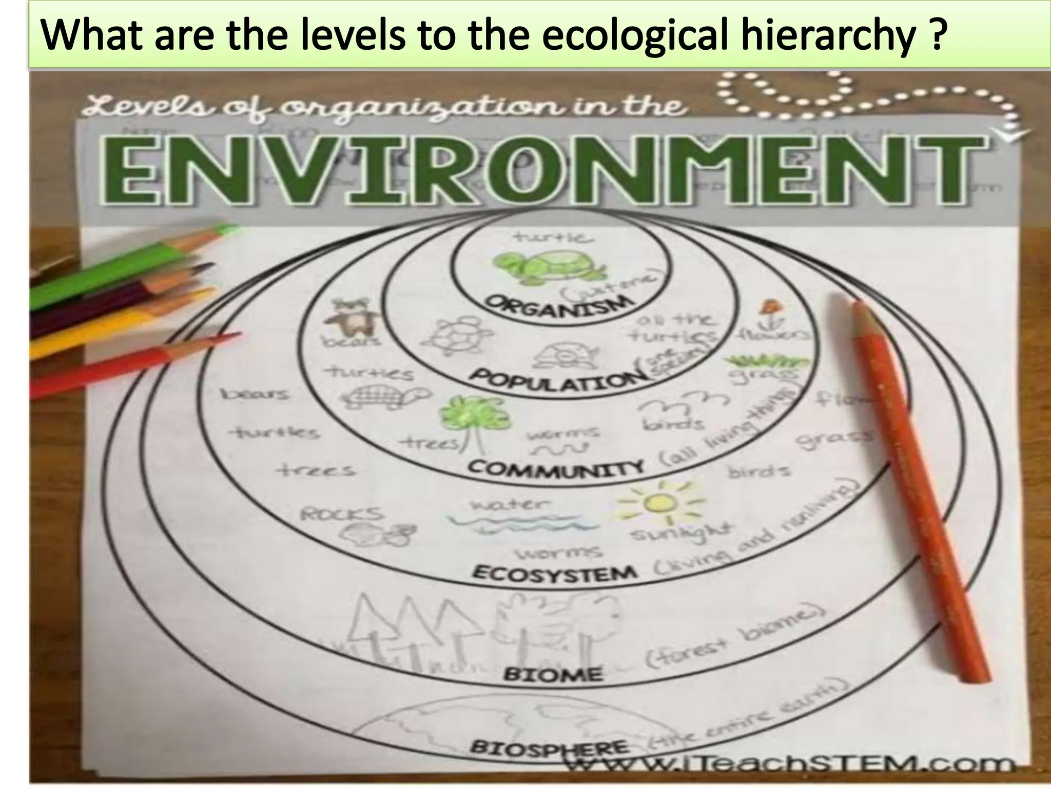 Ecological hierarchy.pptx single organism to biosphere | PPT