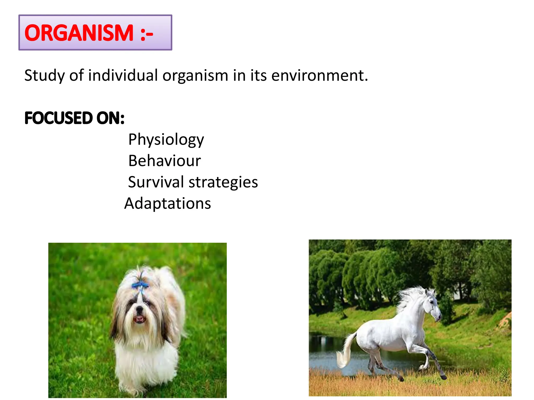 Ecological hierarchy.pptx single organism to biosphere | PPT