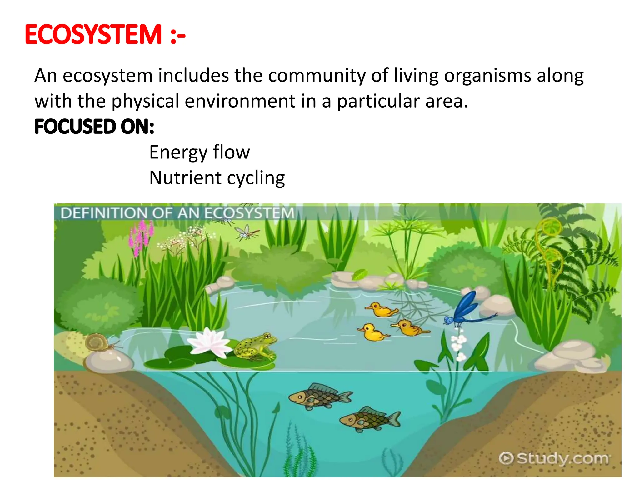 Ecological hierarchy.pptx single organism to biosphere | PPT