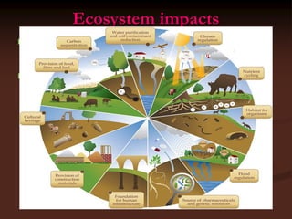 Ecological impact of genetic crops | PPT