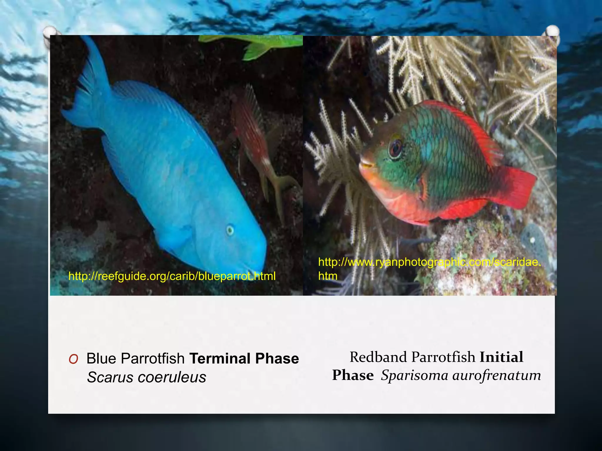 Ecological importance of the parrot fish | PPTX