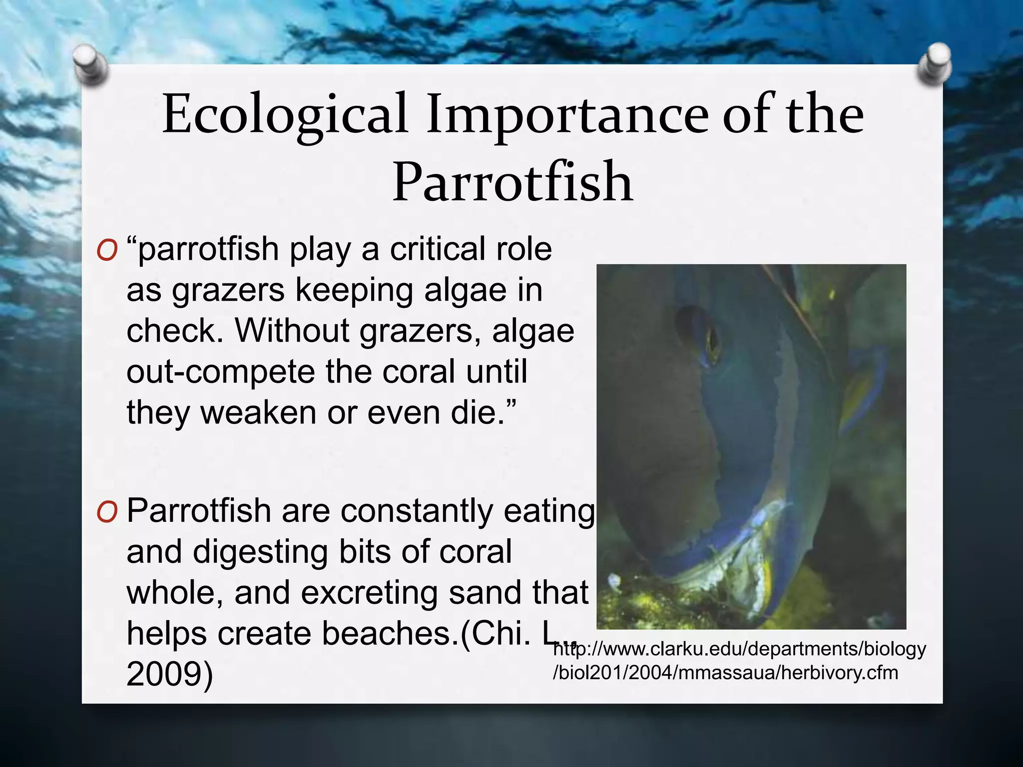 Ecological importance of the parrot fish | PPTX