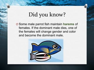 Ecological importance of the parrot fish | PPTX