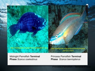 Ecological importance of the parrot fish | PPTX