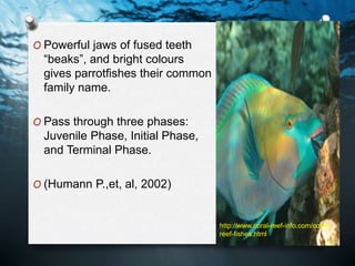 Ecological importance of the parrot fish | PPTX